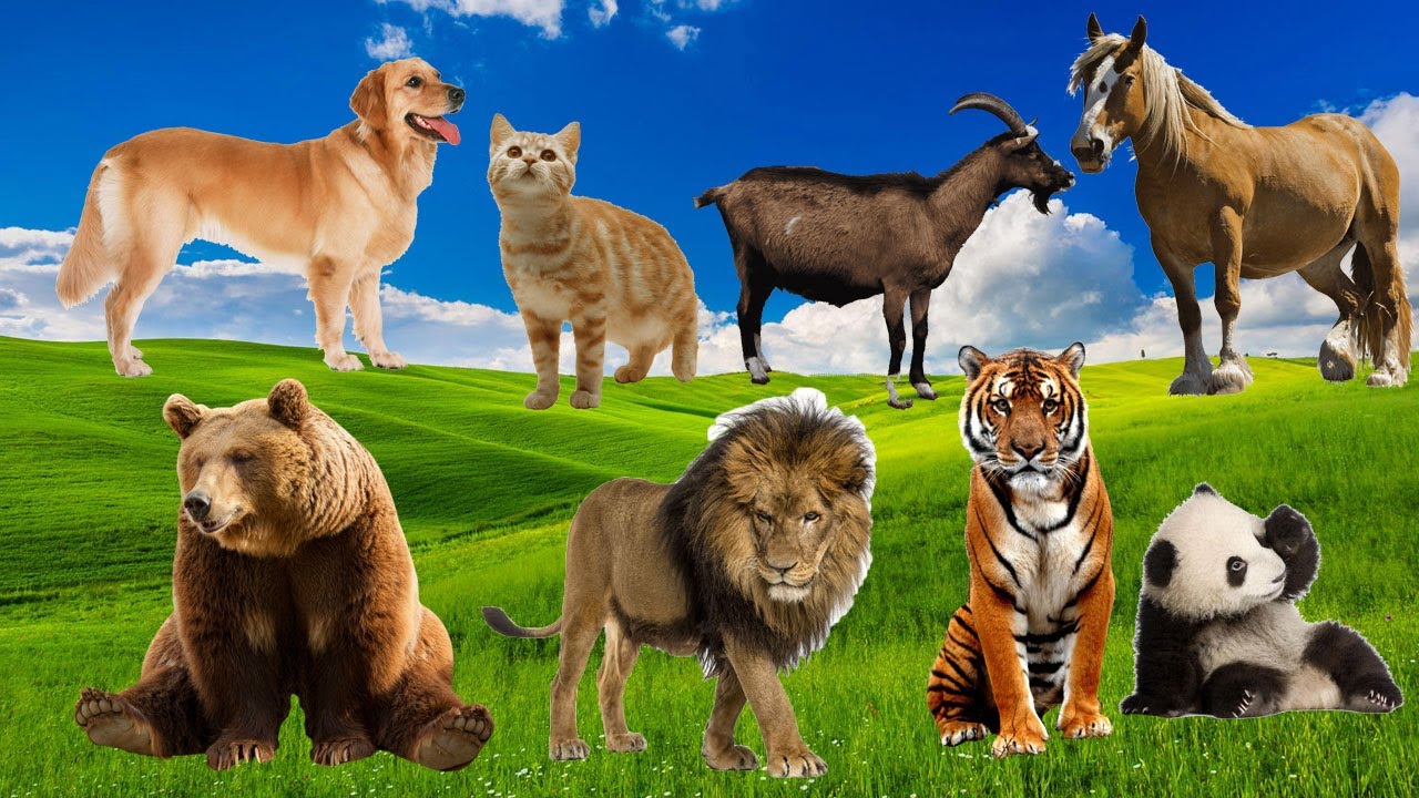 Wild Animal Sounds Around Us: Leopard, Elephant, Panda, Dog, Sheep ...