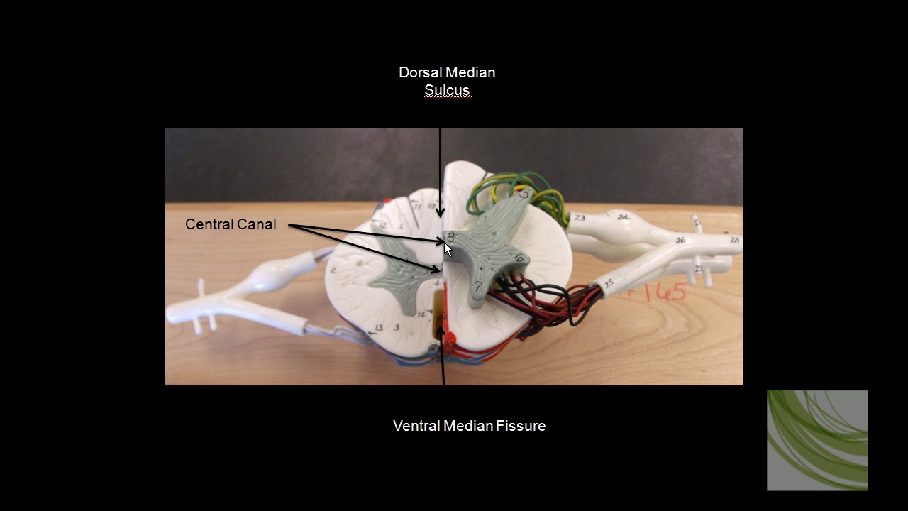 3D MODEL: Spinal Column Cross section Anatomy - YouTube