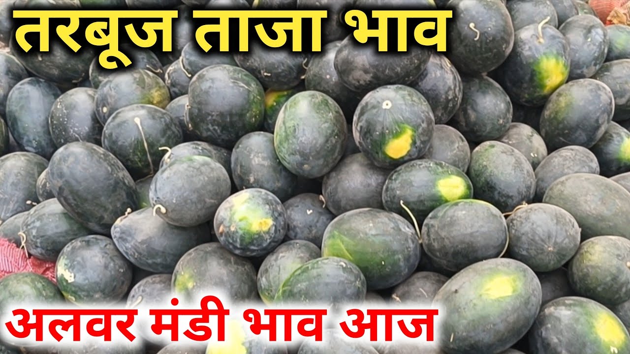 तरबूज के होलसेल रेट आज अलवर मंडी राजस्थान/ Tarbooj rate today alwar ...