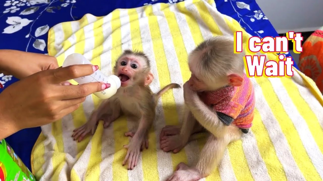 Really Interested With Baby Monkey Nita - YouTube