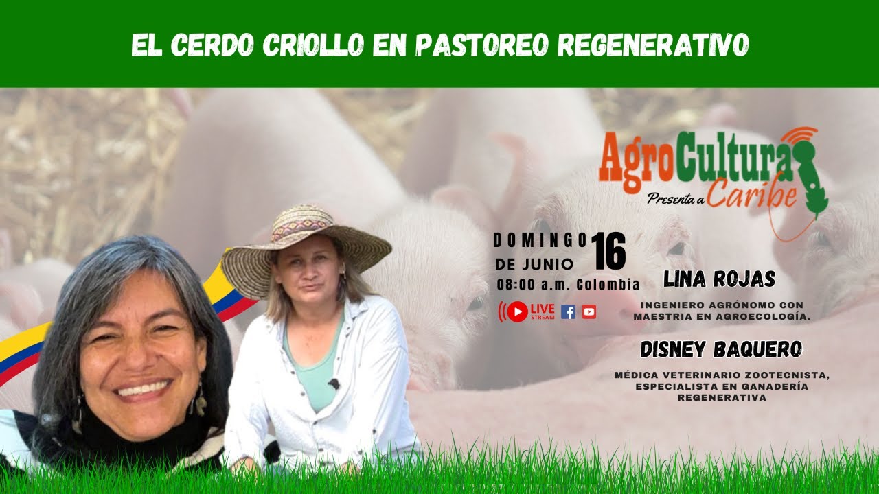 El cerdo criollo en pastoreo regenerativo - YouTube