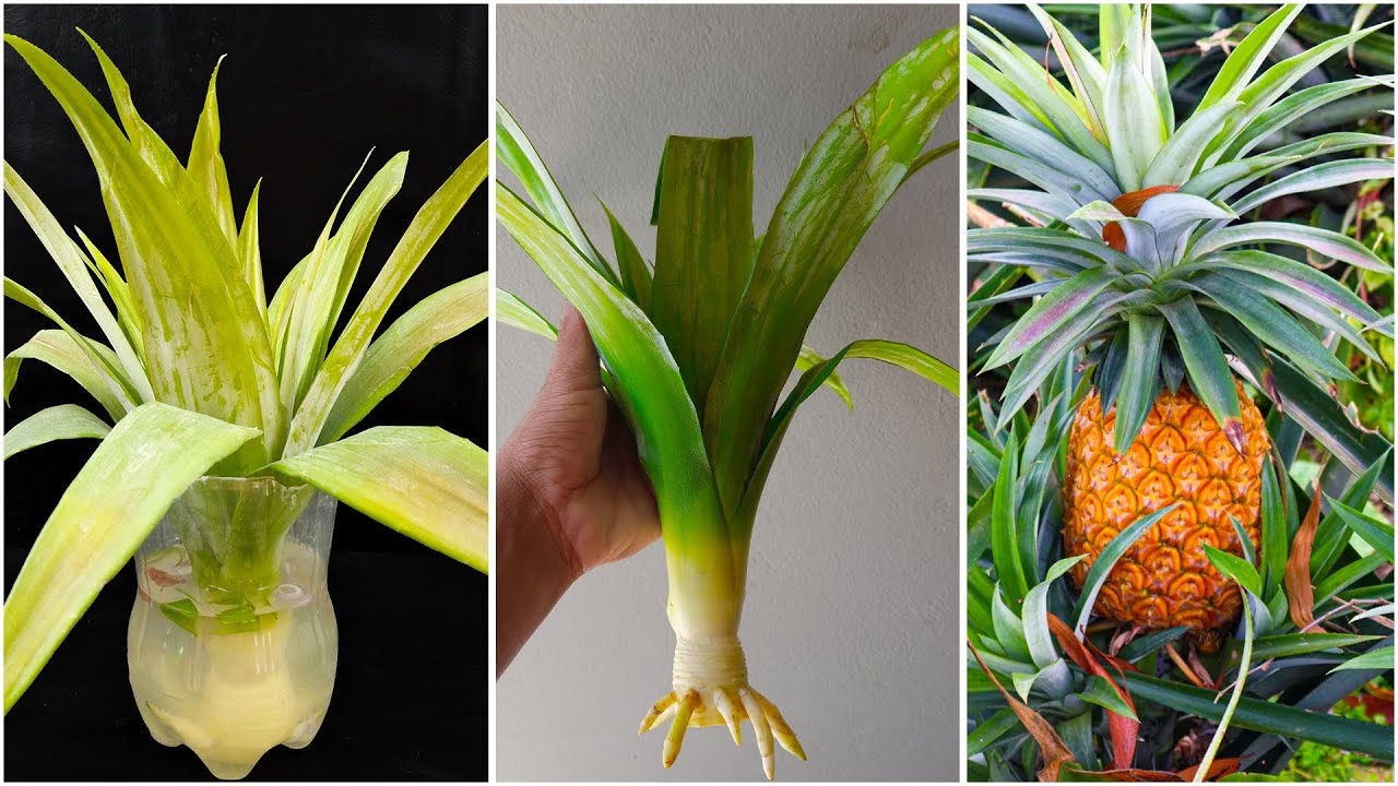 How to grow pineapples at home step by step easy way - DIY to grow ...
