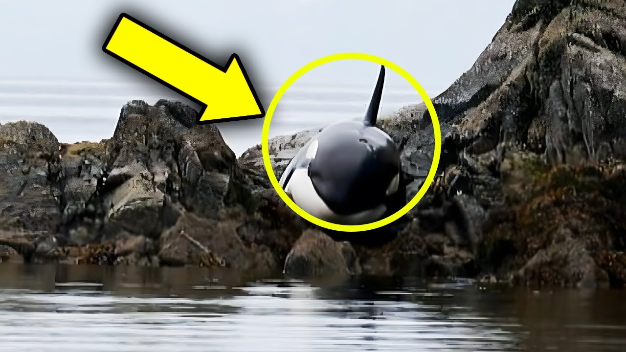 Orca Got Stuck and Cried for Hours. When Rescuers Arrived, Something ...