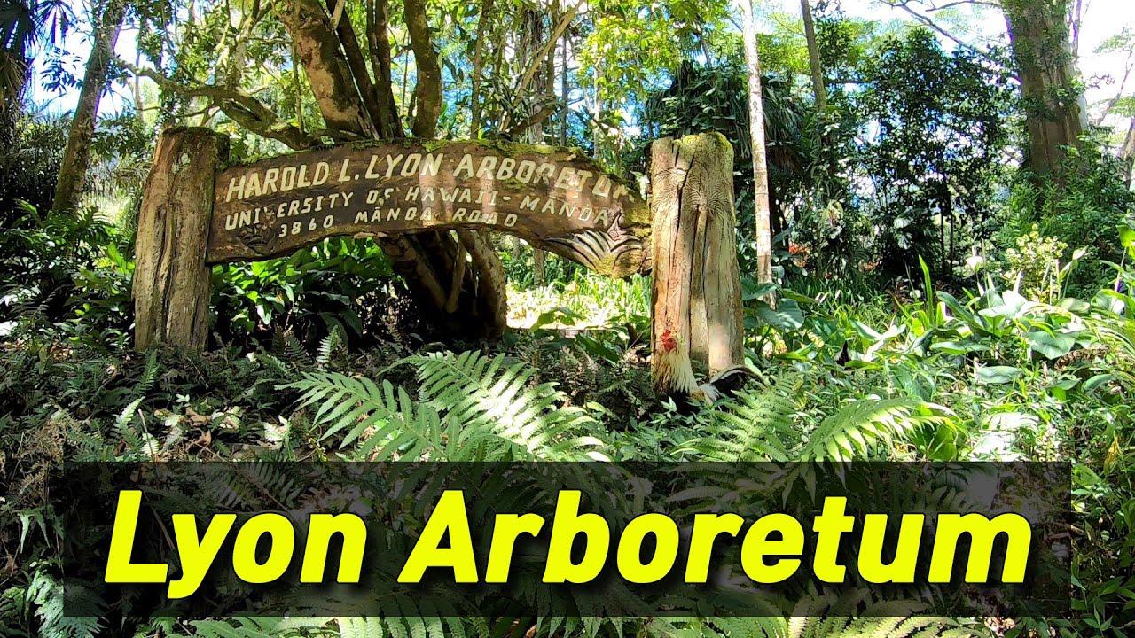 Lyon Arboretum Virtual Walk | Manoa Falls Trail | Oahu, Hawaii, USA 🌴 ...