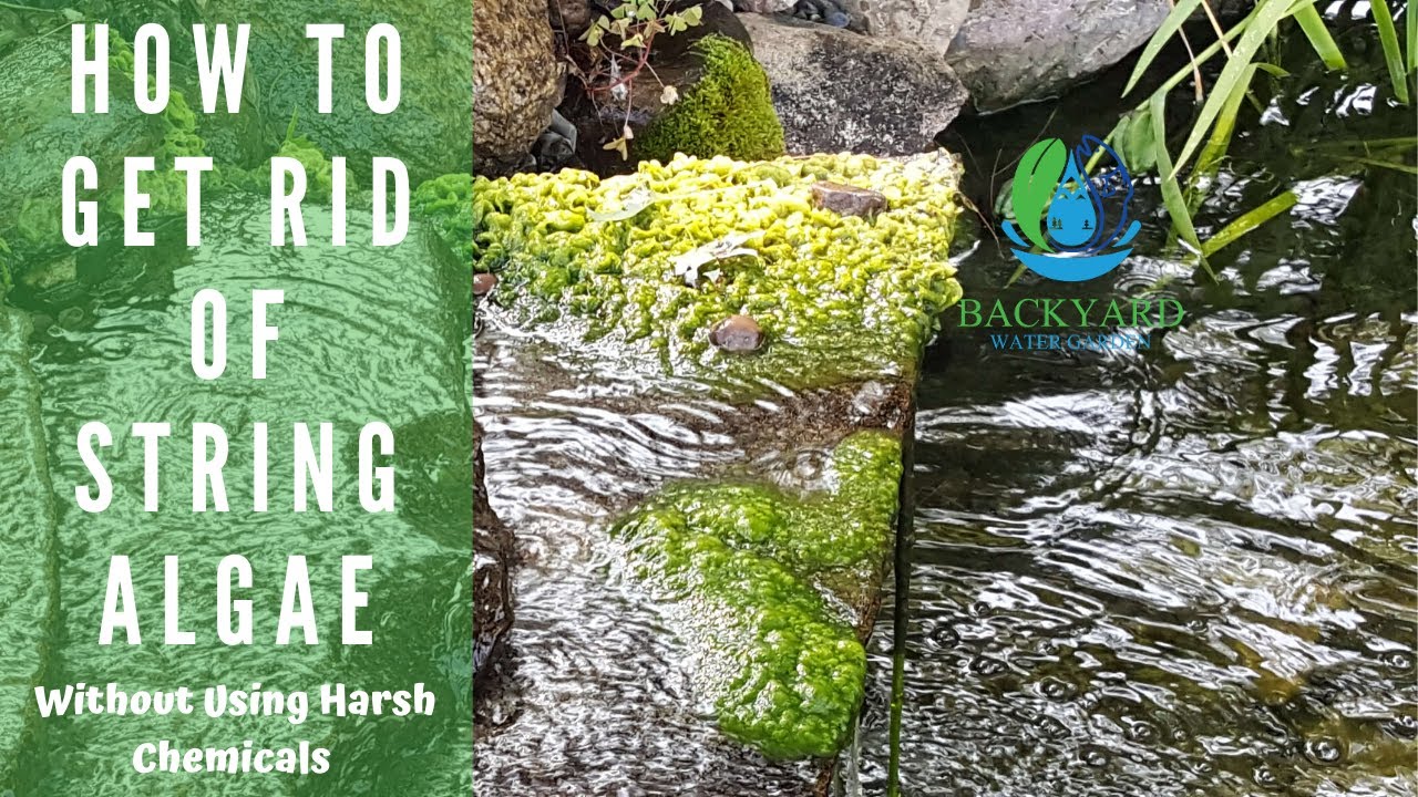 How To Get Rid Of String Algae Without Harsh Chemicals - YouTube