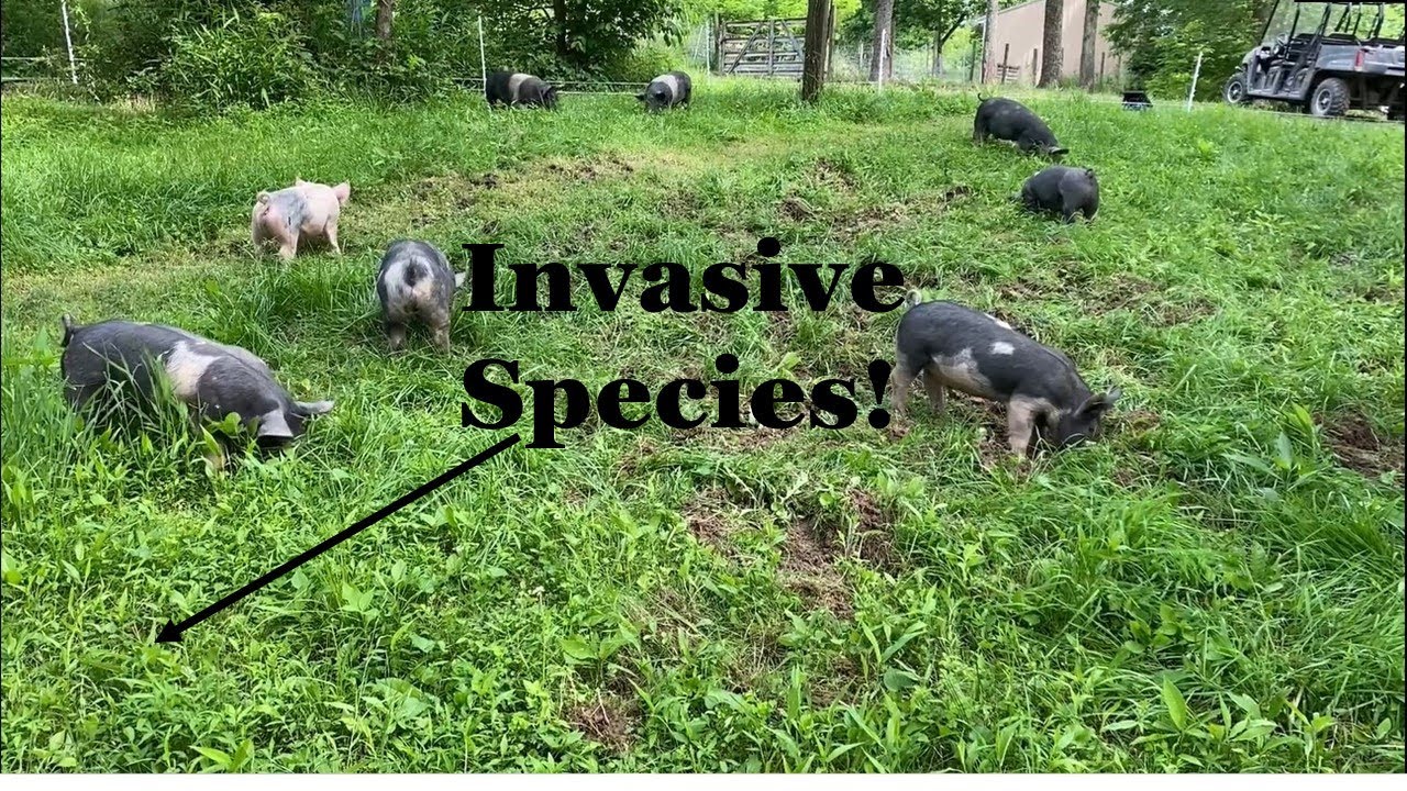 Using Pastured Pigs to Control Invasive Species - YouTube