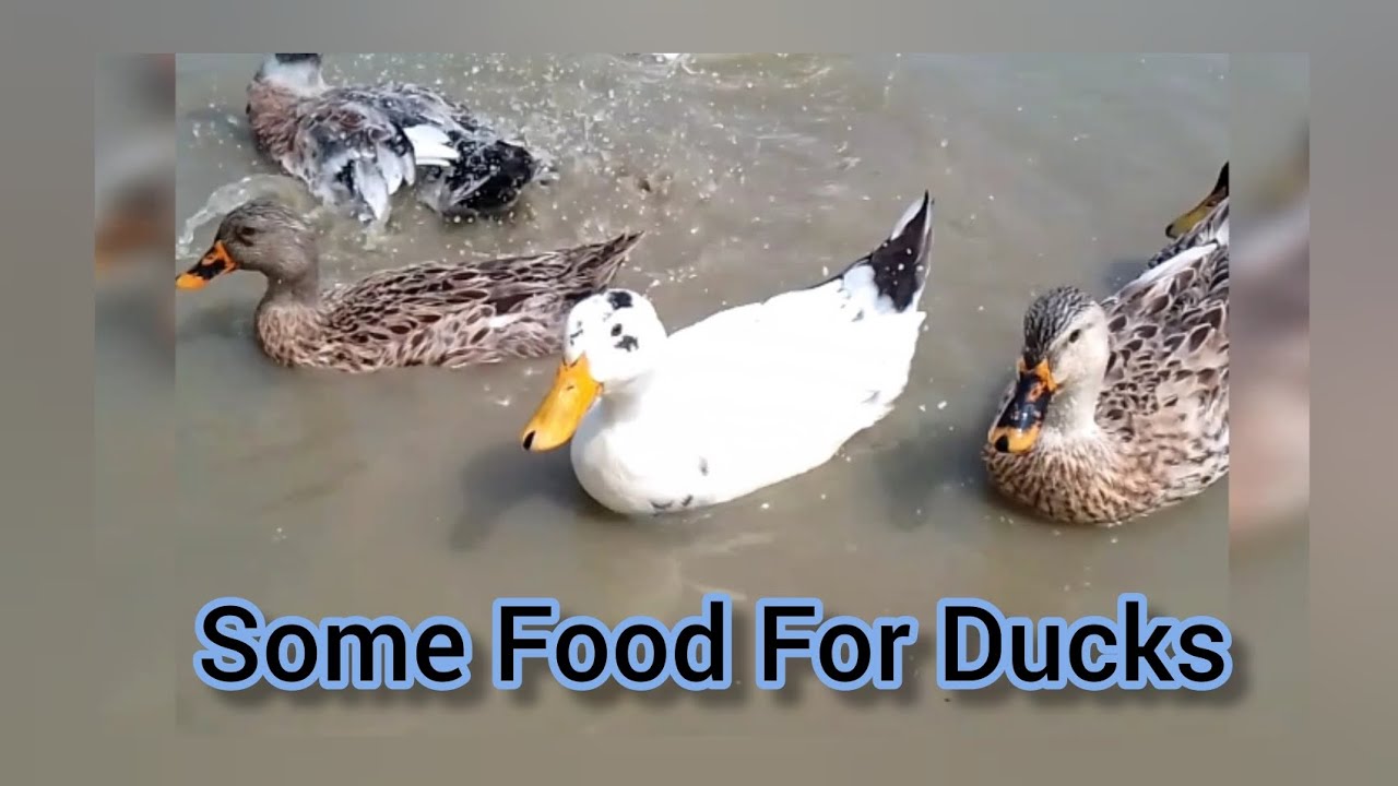Ducks in pond | Rain Water | Spent some with ducks | food for ducks ...