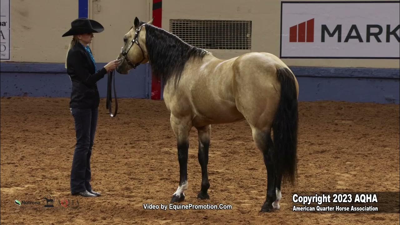 2023 AQHA World Championship Show Amateur Performance Halter Stallions - YouTube