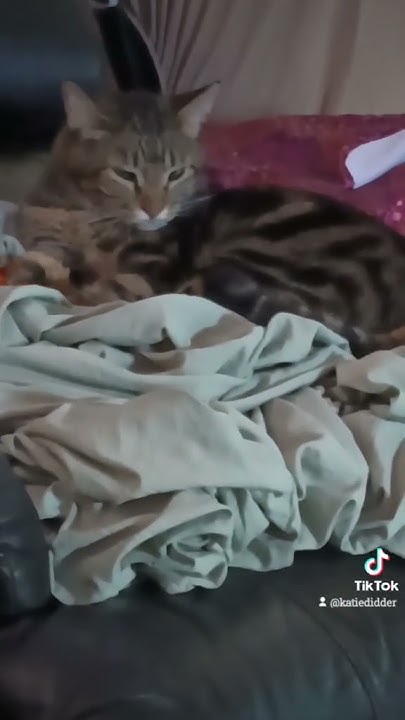 cat bath time #fyp #fypシ #cat #catnip #kittycat #tabbycat - YouTube