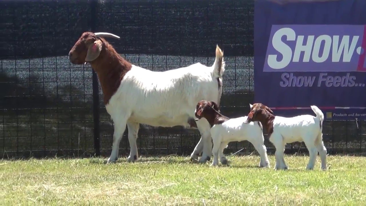Lyons Family Show Goats - Doe with kids - YouTube