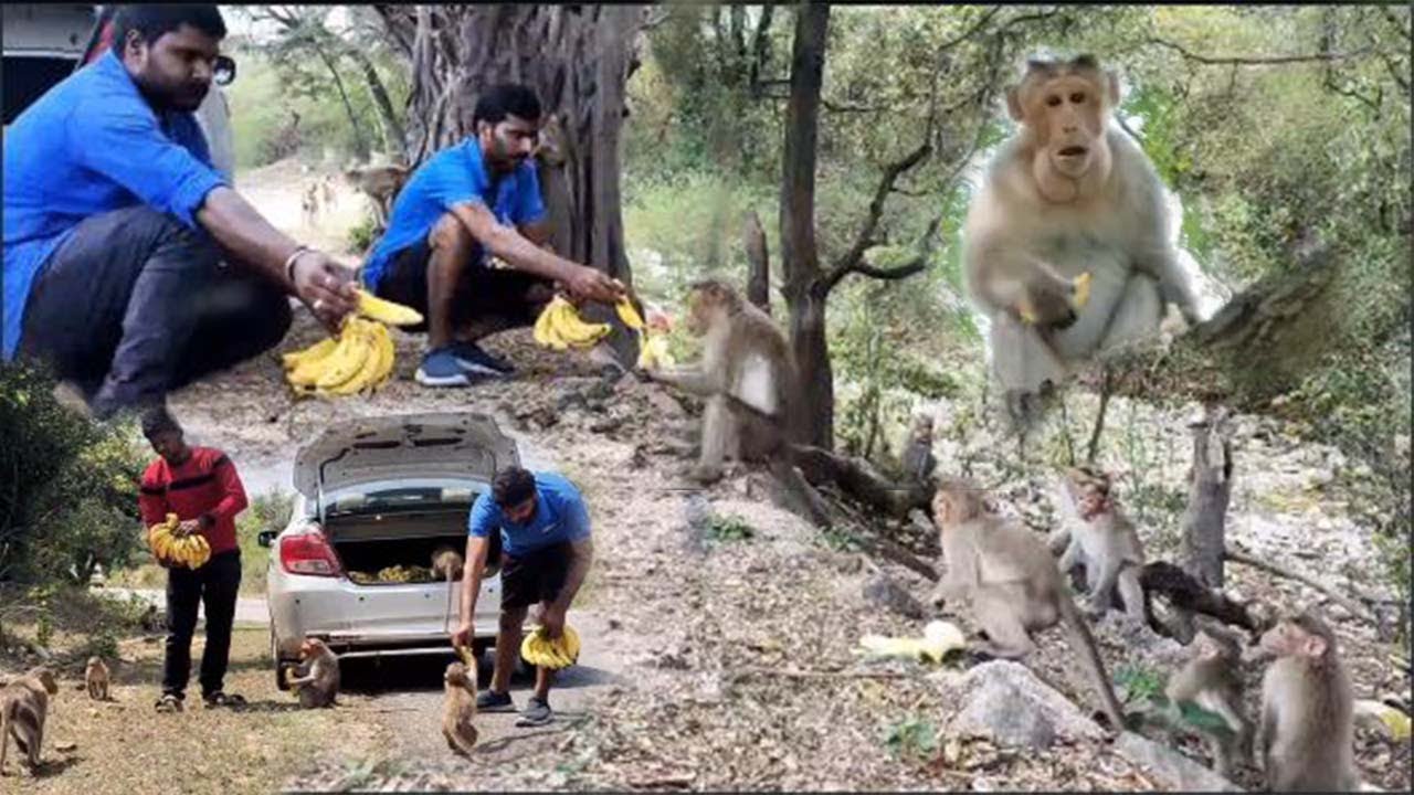 Funny and Cute Monkey Videos Compilation l Funny Monkey Video l Group ...