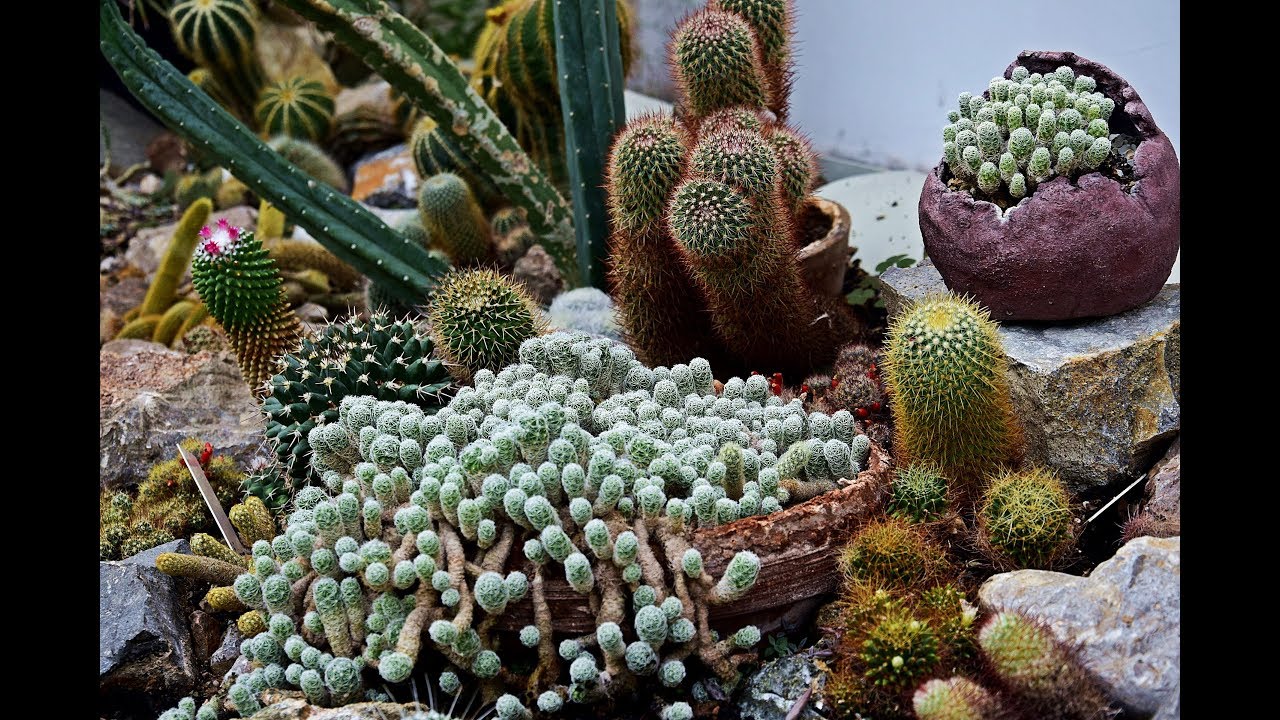 Institut za Botaniku i Botanicka Basta Jevremovac - Botanical Garden ...