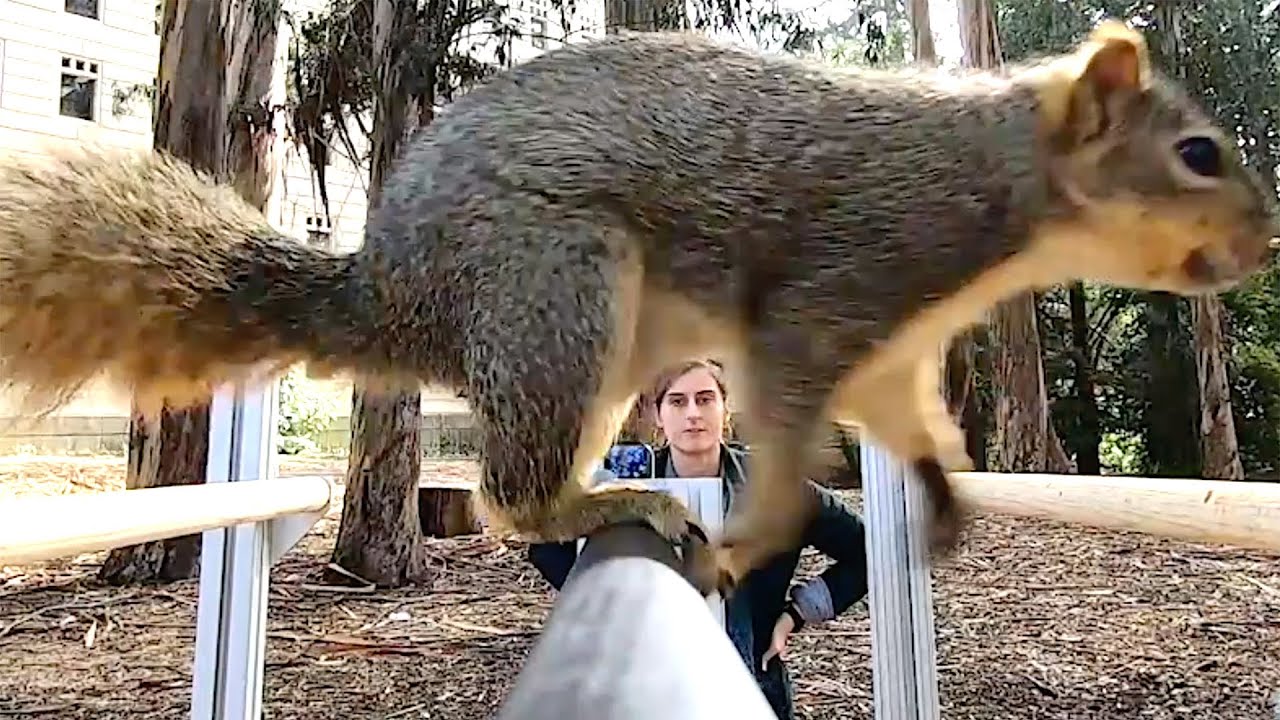 Girls in Engineering 2020: Squirrel Jumping - YouTube