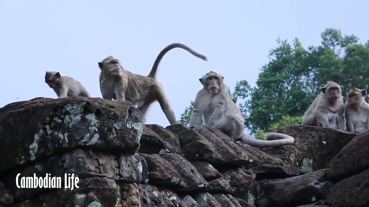 Amazing Monkeys Meeting at Angkor Thom temple - Amazing Baby Monkeys ...