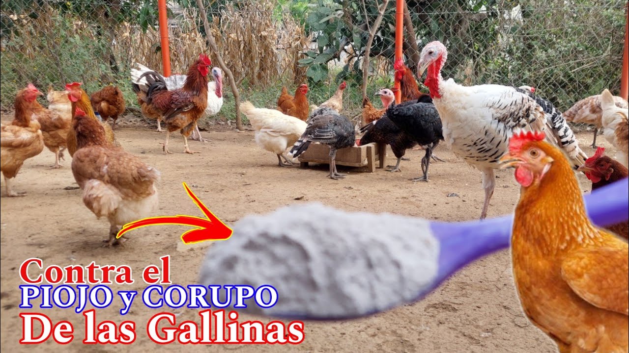 👉Poderosa mezcla para eliminar los CORUCOS y los PIOJOS en las gallinas ...