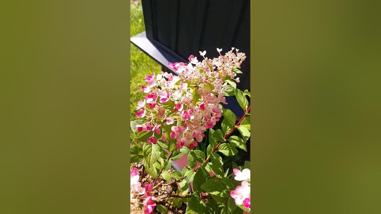 Гортензия метельчатая Bee Happy (Би Хэппи) - YouTube