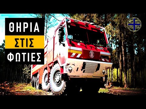 ΤΑ ΠΥΡΟΣΒΕΣΤΙΚΑ ΘΗΡΙΑ ΠΟΥ "ΚΑΤΑΠΙΝΑΝ" ΦΩΤΙΕΣ ΣΤΗΝ ΕΛΛΑΔΑ | HD - YouTube