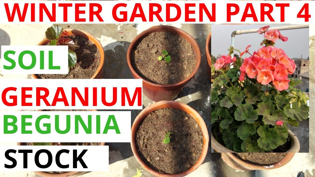 Winter Garden part 4, pottng mix for Begunia,Stock,Geranium - YouTube