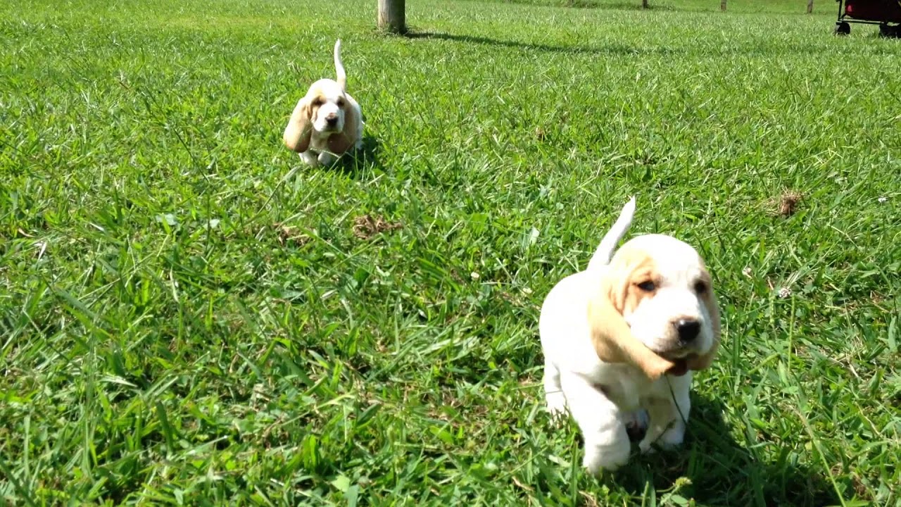 Baby Basset Hounds just playing in the field - YouTube
