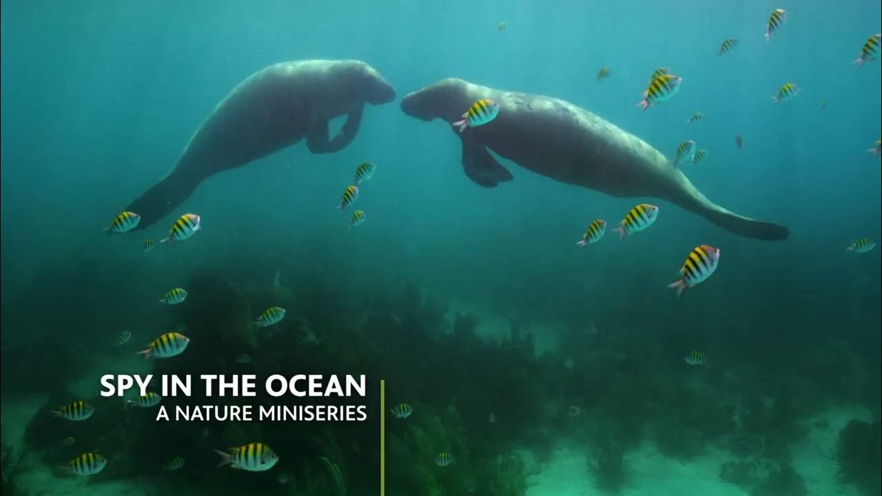 Fall 2023 Wednesday Combo Lineup with Spy in the Ocean, a Nature Miniseries & Nova Preview - YouTube