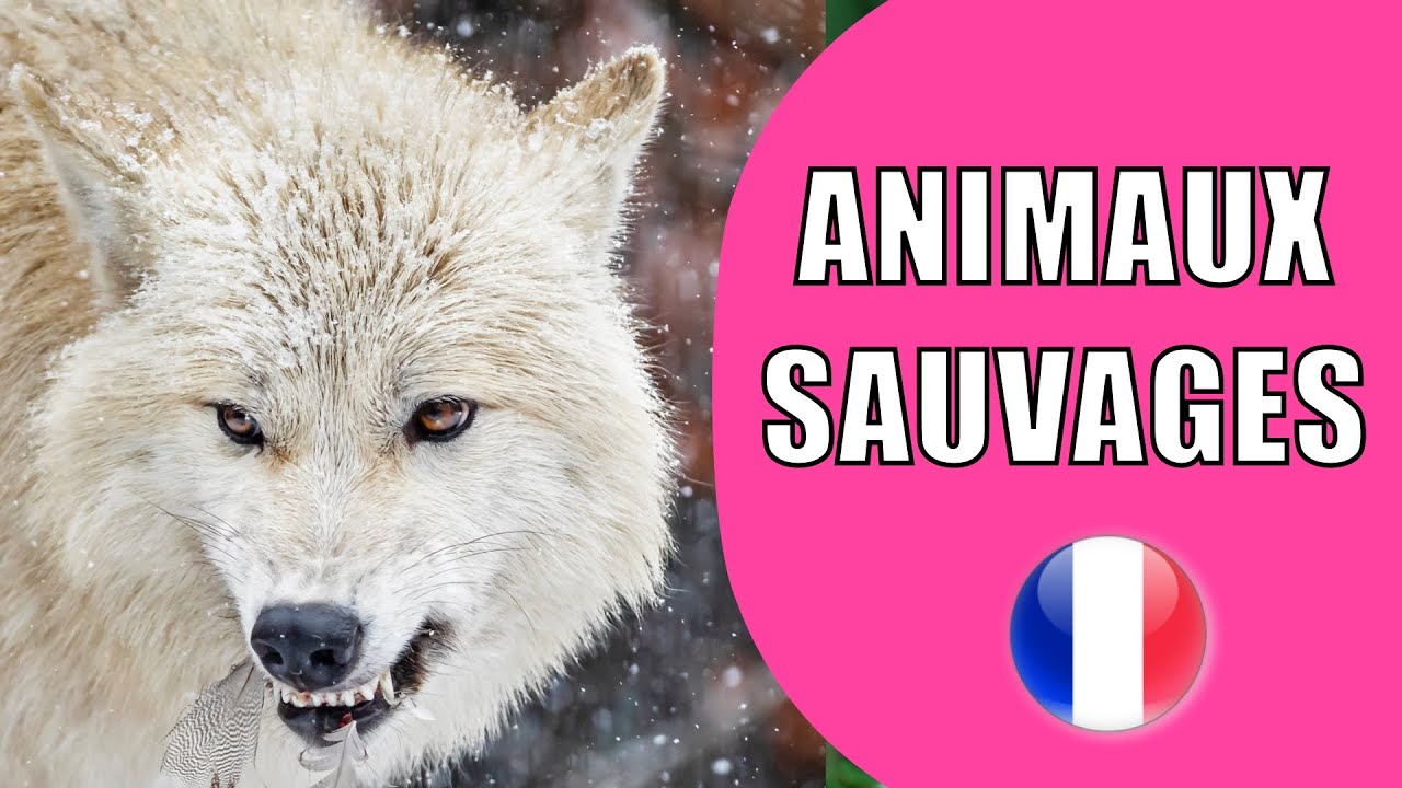 Noms et Sons des Animaux Sauvages en Français | Wild Animals Names and ...