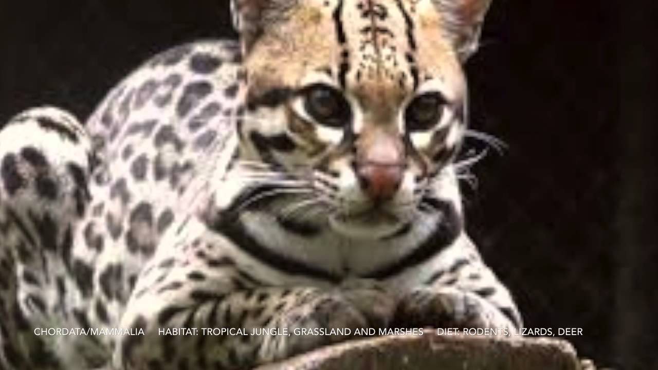 A-Z Animals with Blake - YouTube