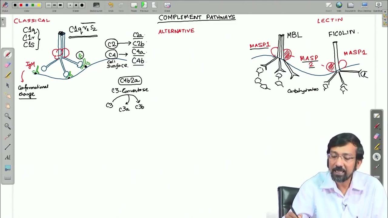 Complement System Overview (Contd.) #swayamprabha #CH31SP - YouTube