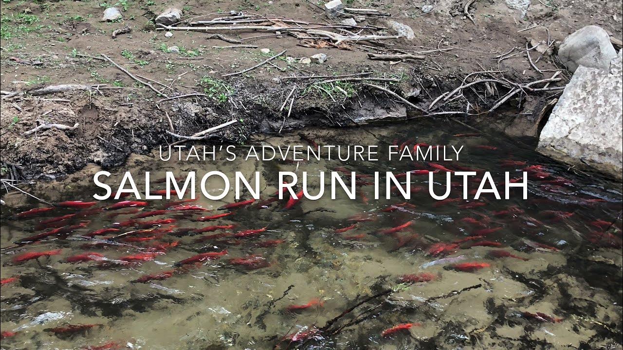 Kokanee Salmon Run in Utah - YouTube
