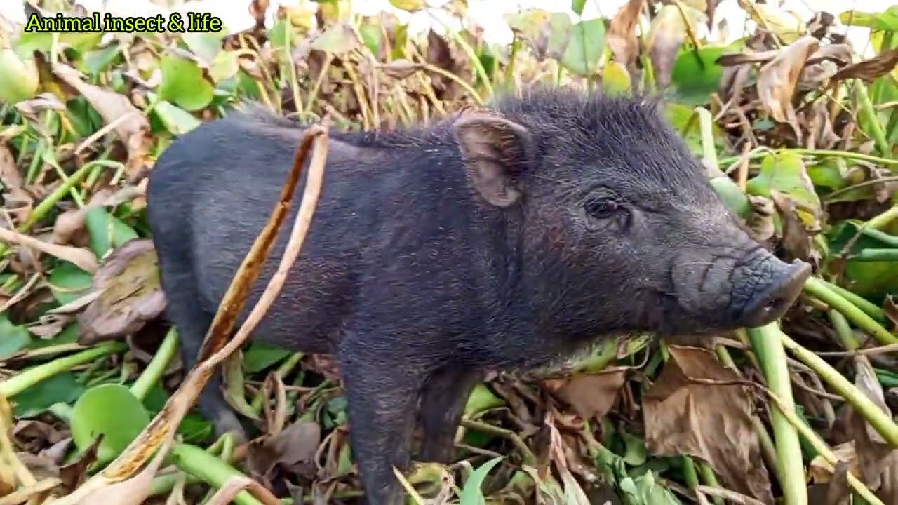 wonder pigs video in my village.amazing moment of wild animal pig.pig ...