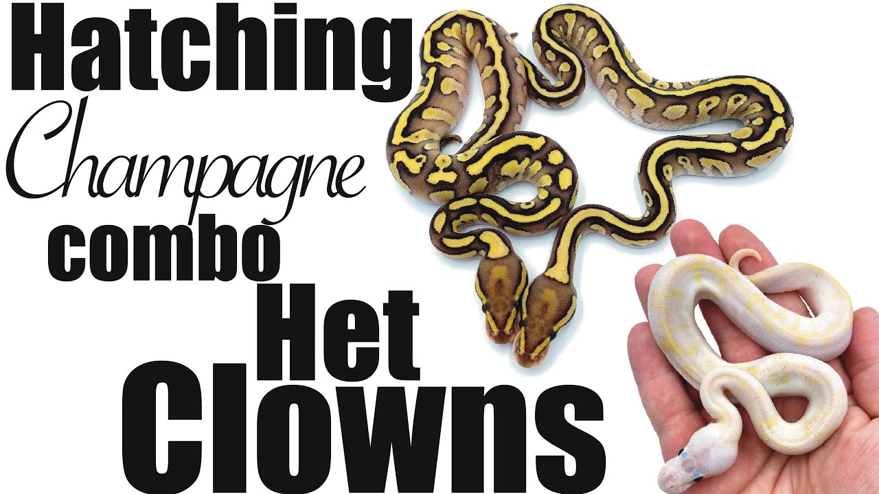 Champagne Clown Ball Python Project!! - YouTube