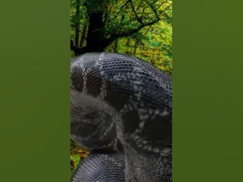 Amazing snake king cobra #snake #forest #anaconda #giantanaconda #preytrestv - YouTube