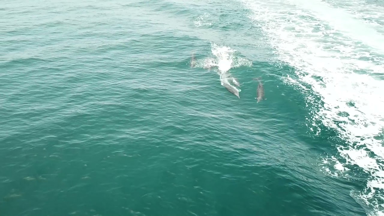 Delfines Dron Mochima 2021 - YouTube