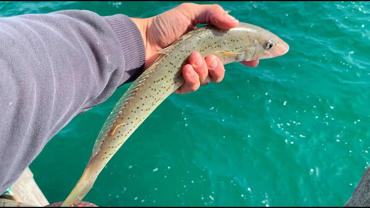 The World's Luckiest Whiting | Port Philip Bay King George Whiting ...