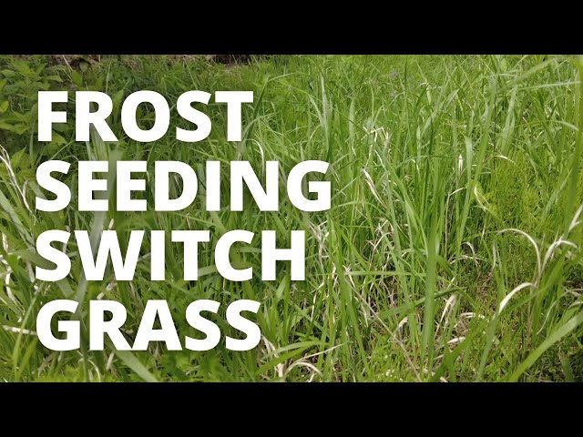 Frost Seeding Grass