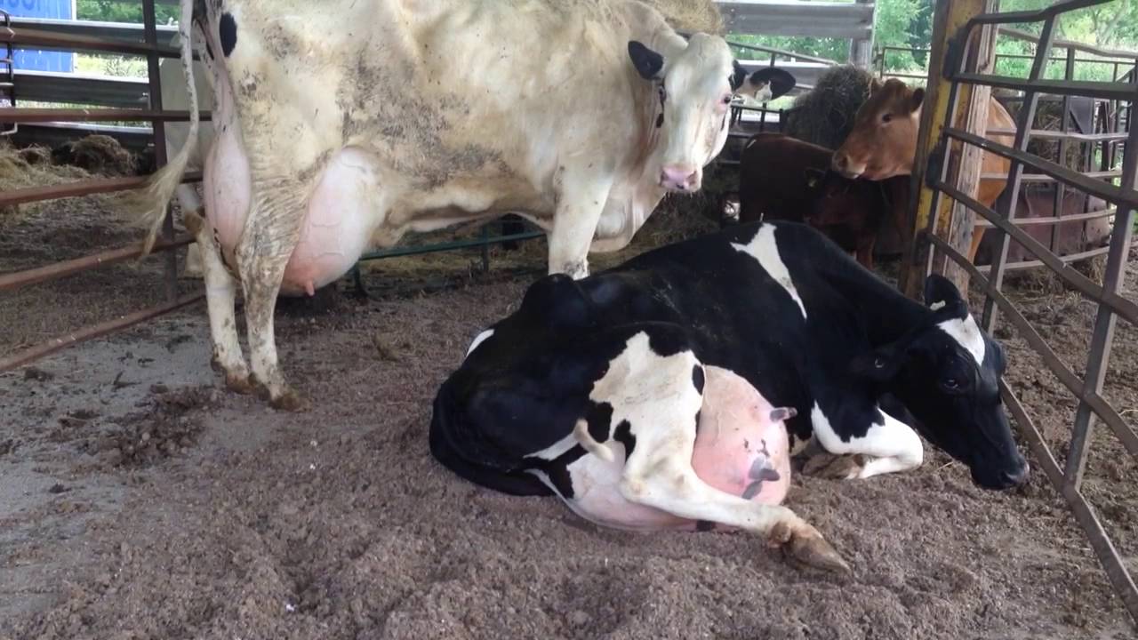Suffering cows at Ontario livestock auction - YouTube