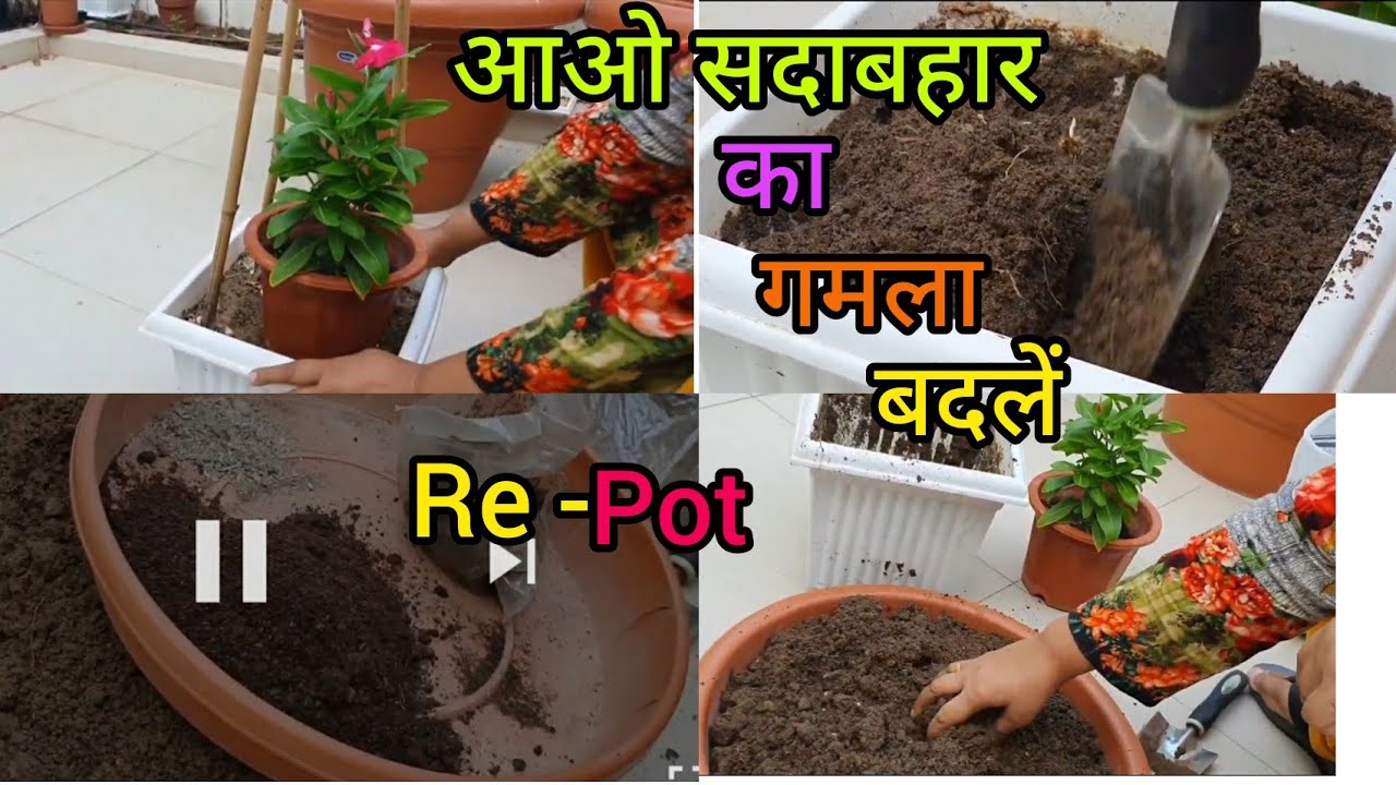 How To Re-Pot A Sadabahar -Tips for Repotting Sadabahar/Vinca Plant ...