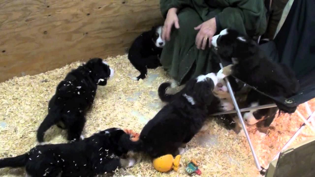 Bear's Bernese Mountain Dog Puppies, 41 days old - YouTube