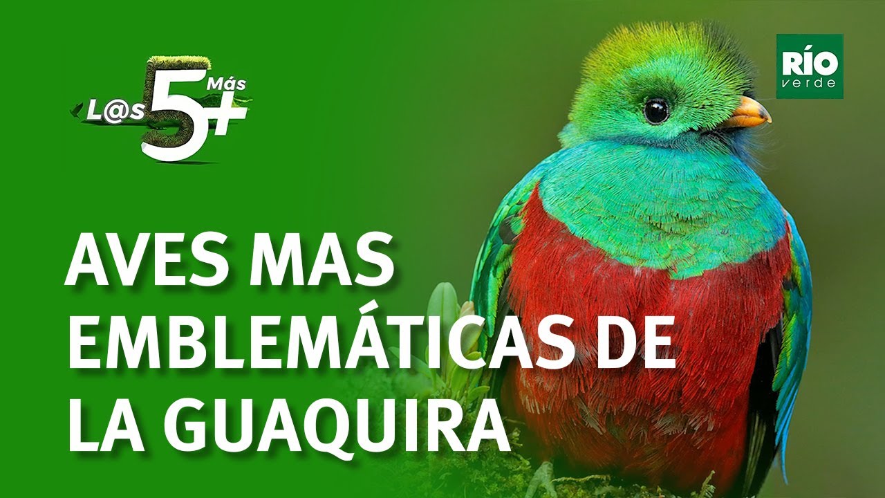 La 5 aves más emblemáticas de la Guaquira - Río Verde - YouTube