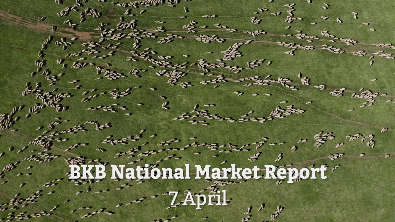 BKB National Market Report | 7 April 2021 - YouTube