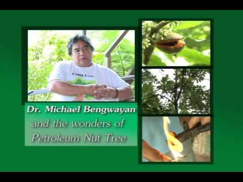 DevC206 Maira Wallis - Petroleum Nut Tree - YouTube
