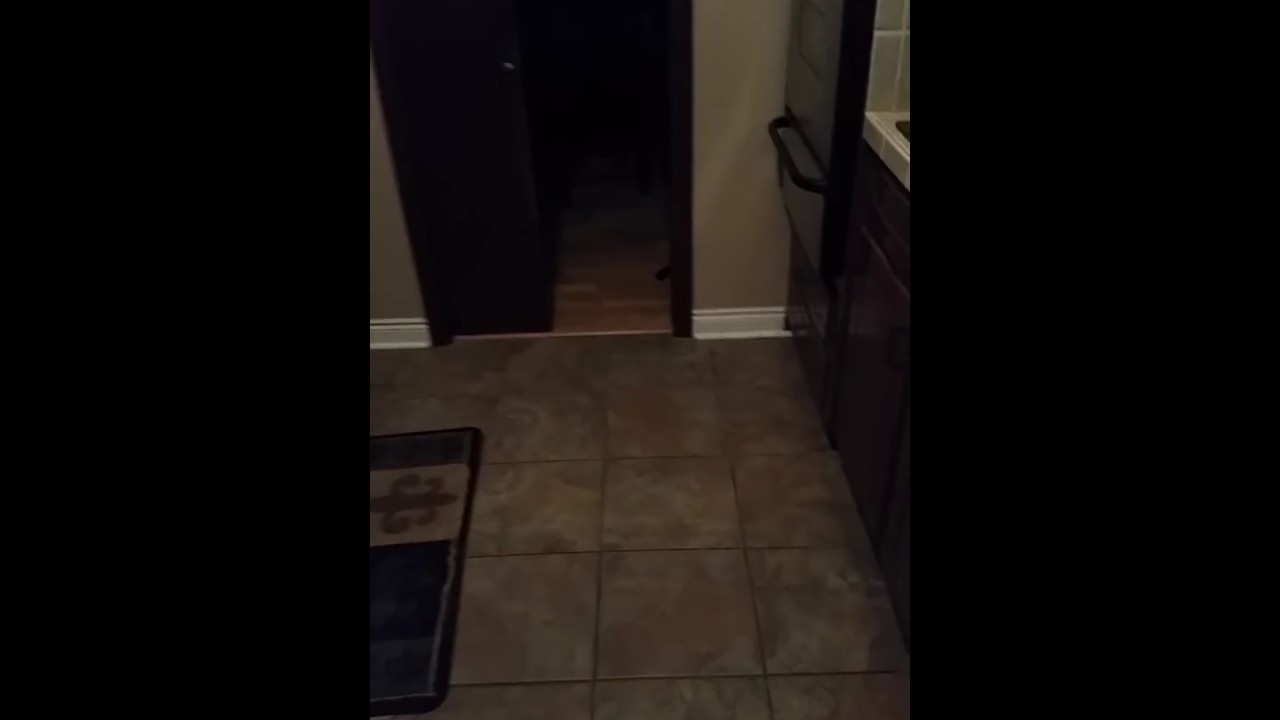 Mysterious Creature in my house - YouTube