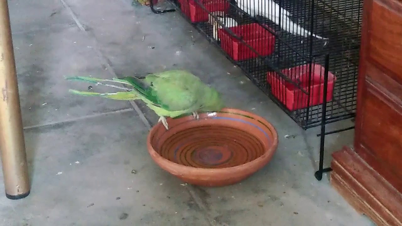 My sweet Mati is enjoying the wheather😍😍 - YouTube