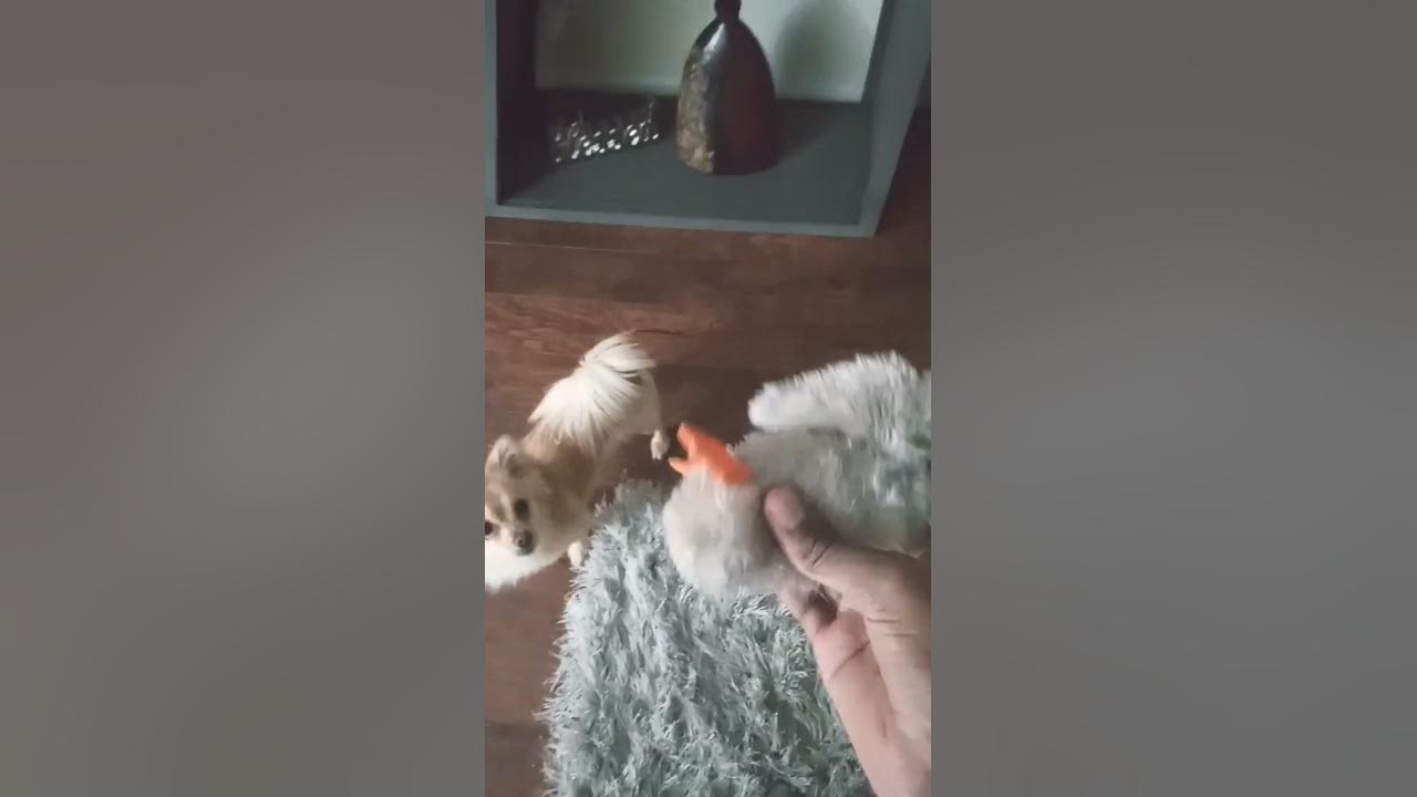 How to confuse your dog 🐕 🐶 (Funny) 🤣 - YouTube