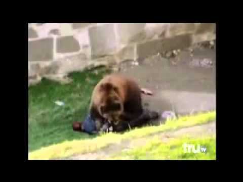 ours contre humain / bear vs human - YouTube