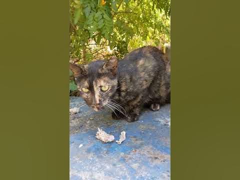 Голодная кошка кушает еду 🐈 Милые коты 😹 Забавные животные 🐆 Hungry cat ...