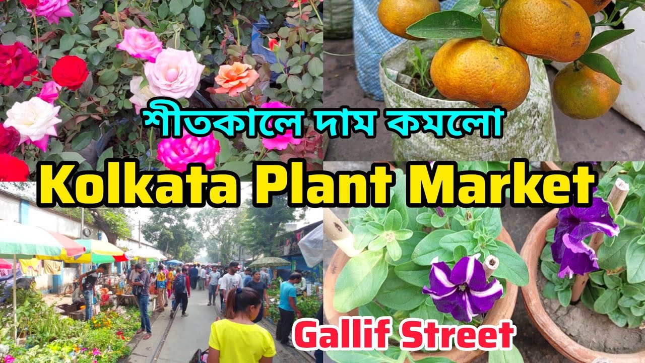 Kolkata Plant Market | Kolkata Biggest & Cheapest Plant Market | Galiff ...