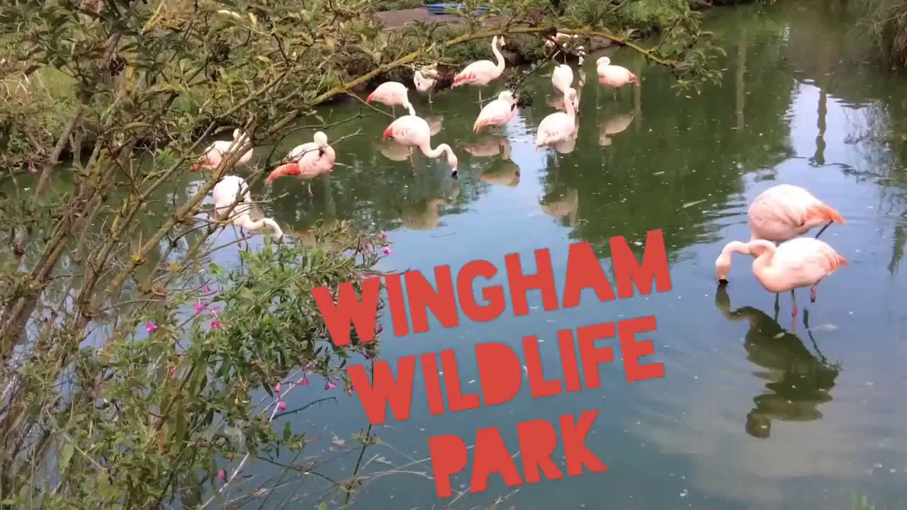 Wingham Wildlife Park (Kent UK) 2018 - YouTube