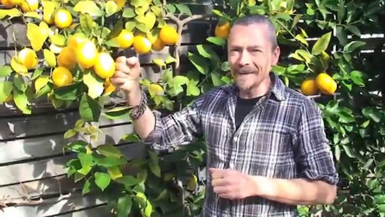 Simon Bryant dishes up some lemons - YouTube