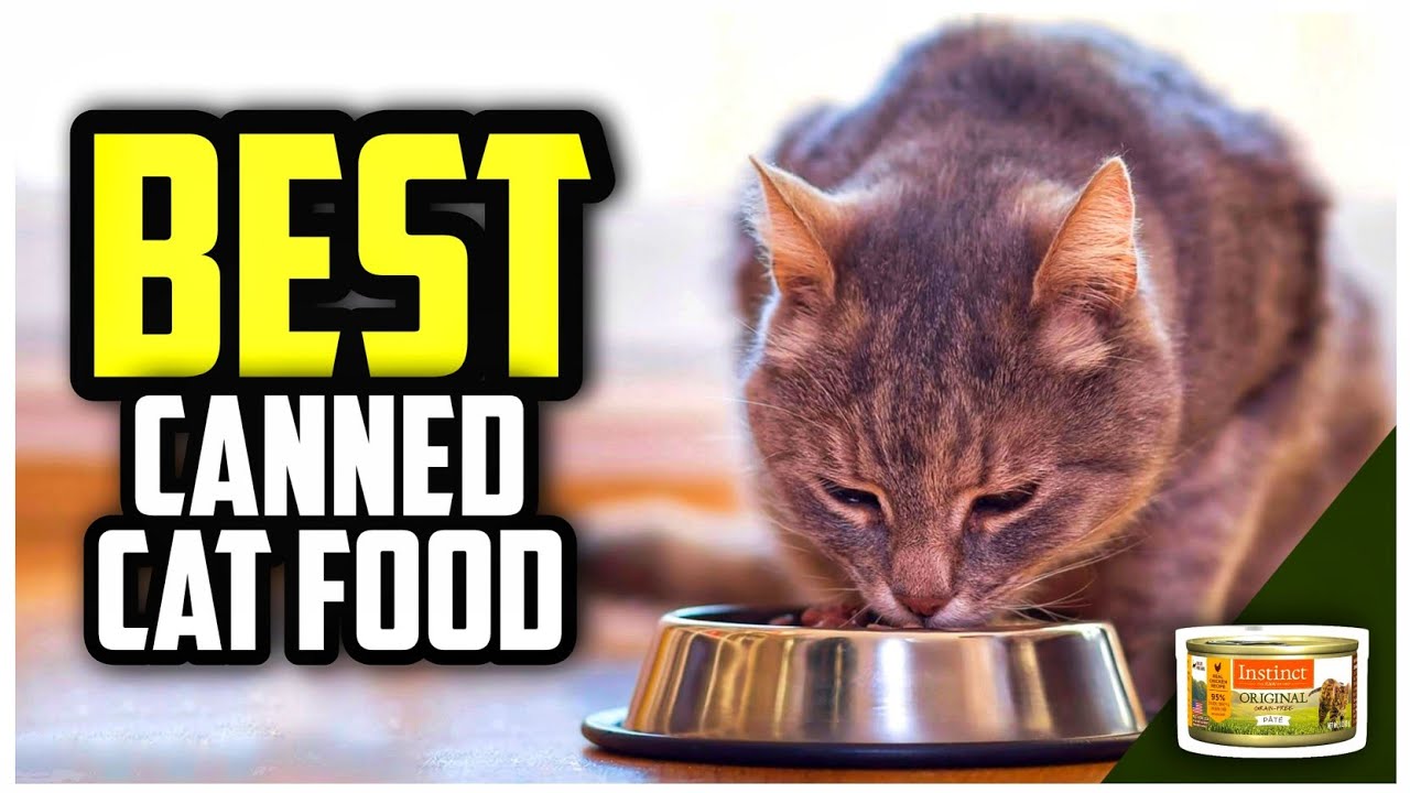 ☑️ Top 5 Best Canned Cat Foods of 2025 : Which one should you buy?..😍 ...