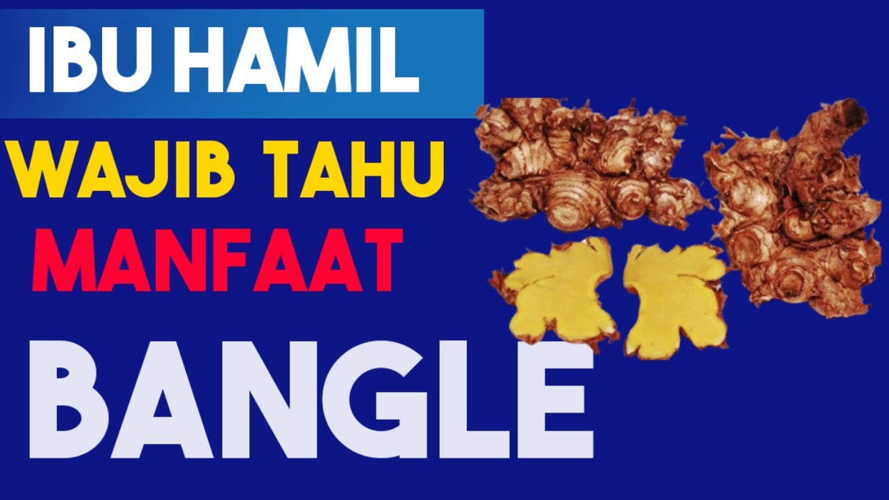 Luar Biasa!! Khasiat Bangle Untuk Ibu Hamil @JURAGANHERBAL74 - YouTube